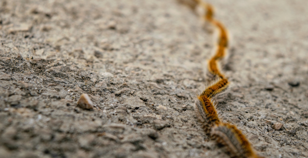 Trappole per processionaria del pino: i migliori prodotti